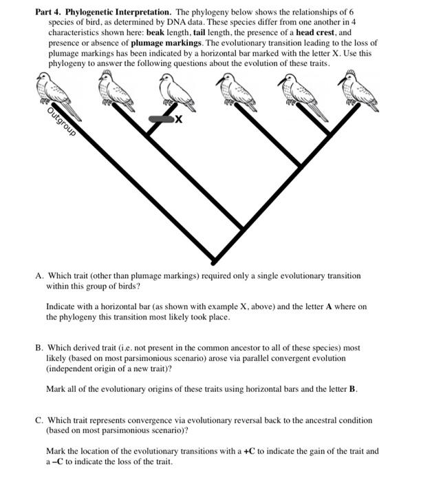 Solved Part 4. Phylogenetic Interpretation. The phylogeny | Chegg.com