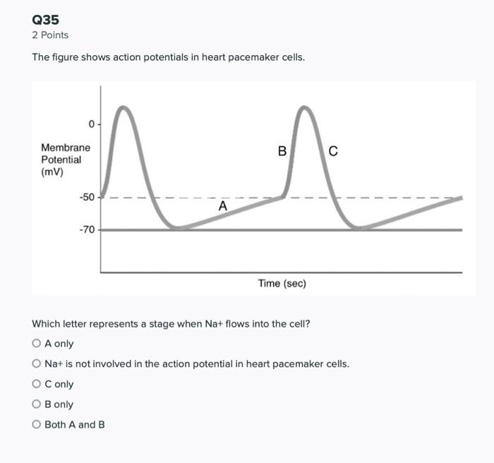 Q35 2. Points The figure shows action potentials in | Chegg.com
