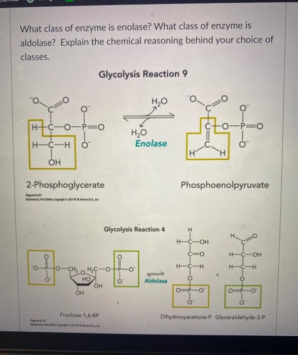 What class of enzyme is enolase? What class of enzyme | Chegg.com