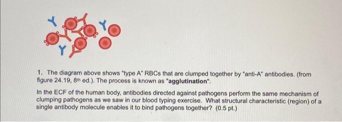 Solved 1. The diagram above shows "type A " RBCs that are | Chegg.com
