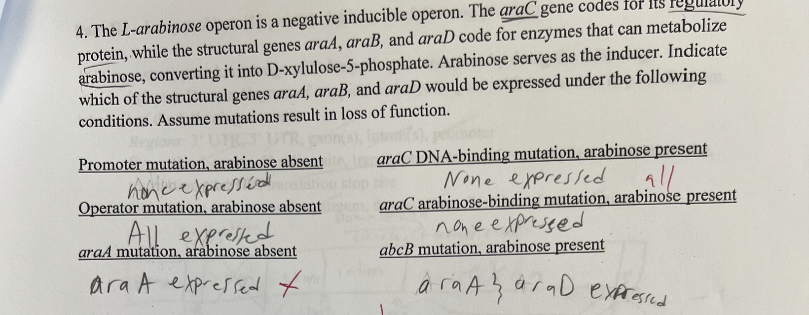 Solved The L-arabinose operon is a negative inducible | Chegg.com