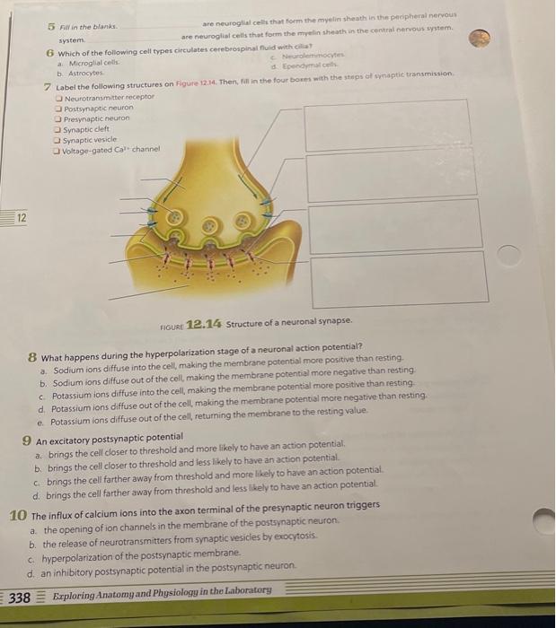 Solved 1 Label the following structures on figure 12.12 Axon | Chegg.com
