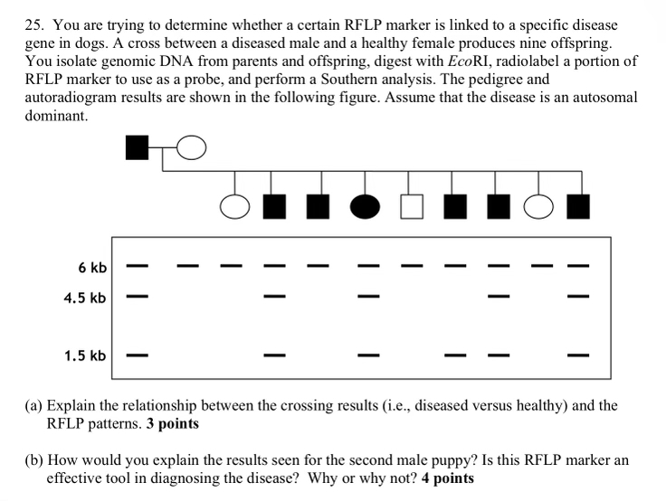 Solved You are trying to determine whether a certain RFLP | Chegg.com