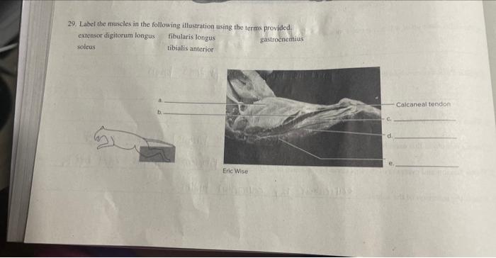 Solved 29. Labef the mascles in the following fllustration | Chegg.com