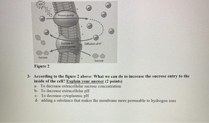 Solved АТР H Proton pump HE H H Sucrose-H cotransporter | Chegg.com