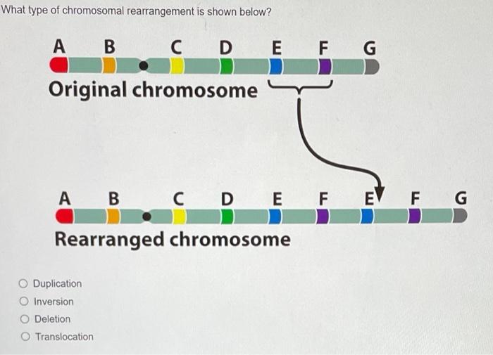 Solved What kind of chromosomal rearrangement is shown | Chegg.com