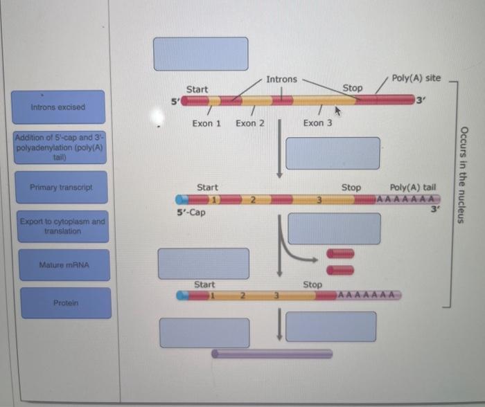 Solved Introns excised Addition of 5'-cap and | Chegg.com
