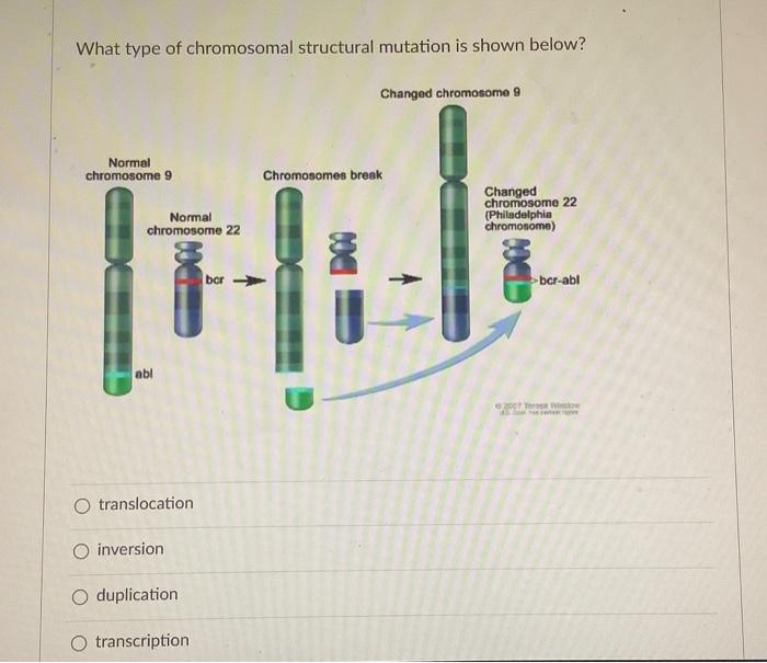 Solved What type of chromosomal structural mutation is shown | Chegg.com