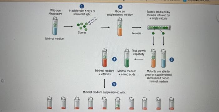 Solved the beadle tatum experiment. please explain the | Chegg.com Solved the beadle tatum experiment. please explain the | Chegg.com