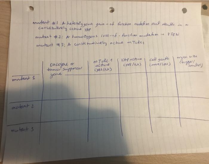 mutant # 1. A heterozygous gain of function mutation | Chegg.com