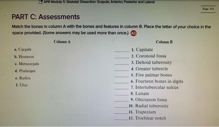 Solved Match the bones in column A with the bones and | Chegg.com
