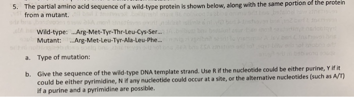Solved 5. The partial amino acid sequence of a wild-type | Chegg.com