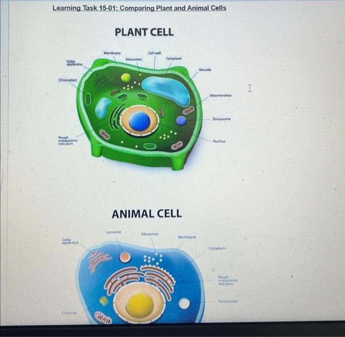 Solved Learning Task 15-01: Comparing Plant and Animal Cells | Chegg.com