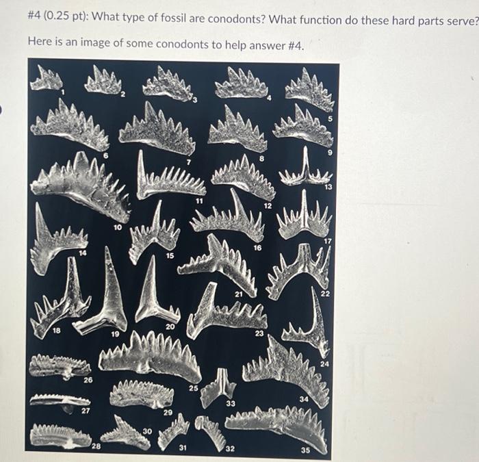 Solved #4(0.25pt) : What type of fossil are conodonts? What | Chegg.com