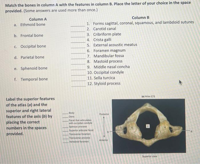 Solved Match the bones in column A with the features in | Chegg.com