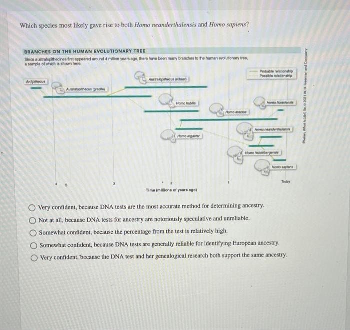 Solved Which species most likely gave rise to both Homo | Chegg.com