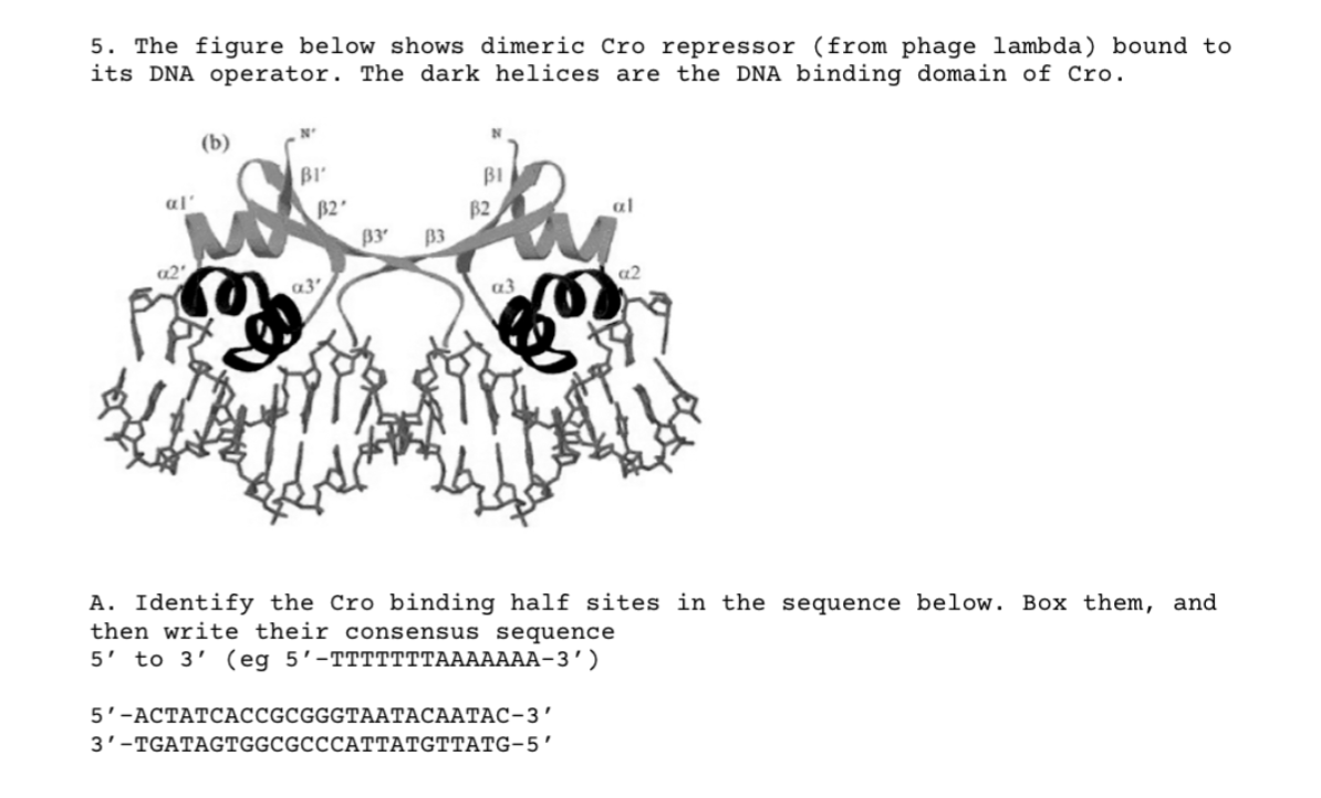 Solved 5. ﻿The figure below shows dimeric Cro repressor | Chegg.com