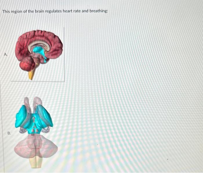 Solved This region of the brain regulates heart rate and | Chegg.com
