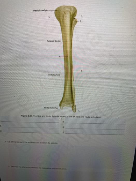 08 Skeletal System: The Appendicular Skeleton Lab 8 - | Chegg.com