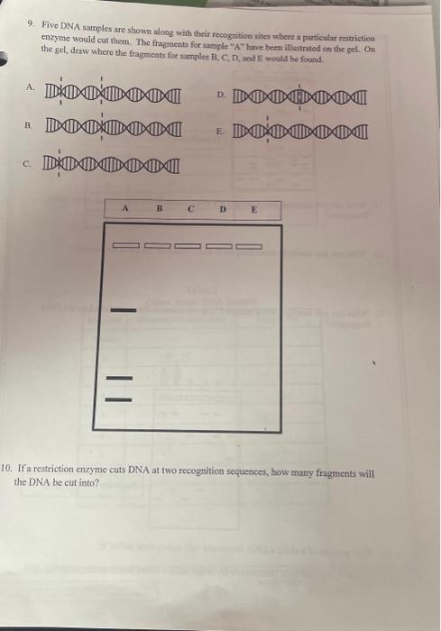 Solved 9. Five DNA samples are shown along with their | Chegg.com