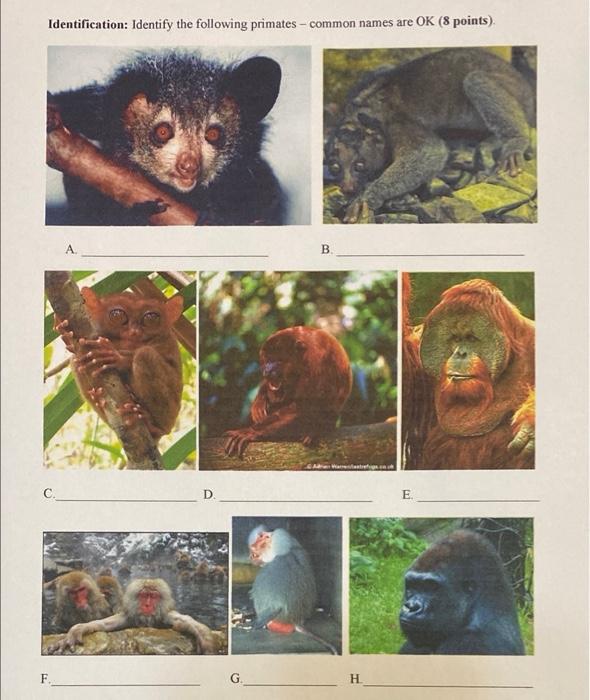 Solved Identification: Identify the following primates - | Chegg.com