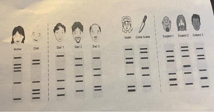 Solved 2. Identify which man is the father of the child. DNA | Chegg.com