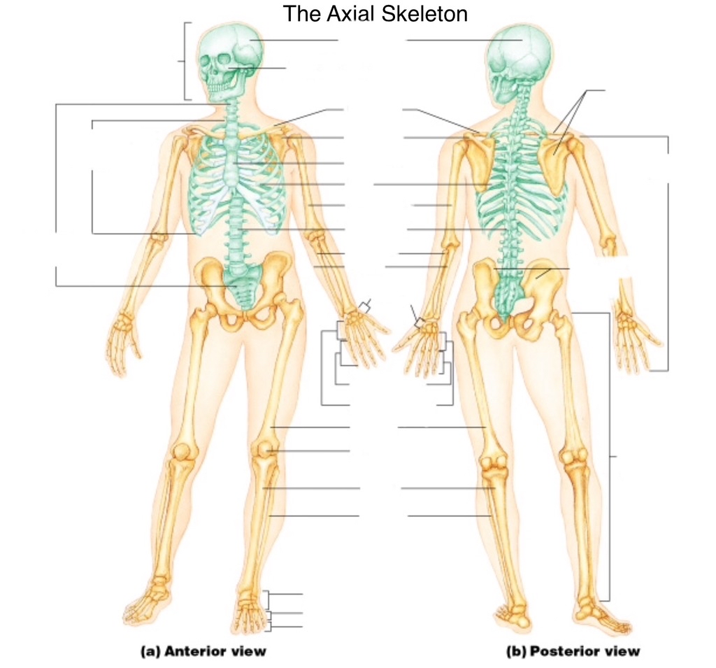 Solved Label the axial skeletal system from the anterior | Chegg.com