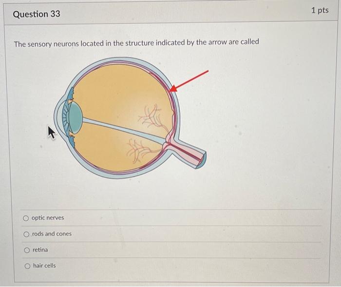 Solved The sensory neurons located in the structure | Chegg.com