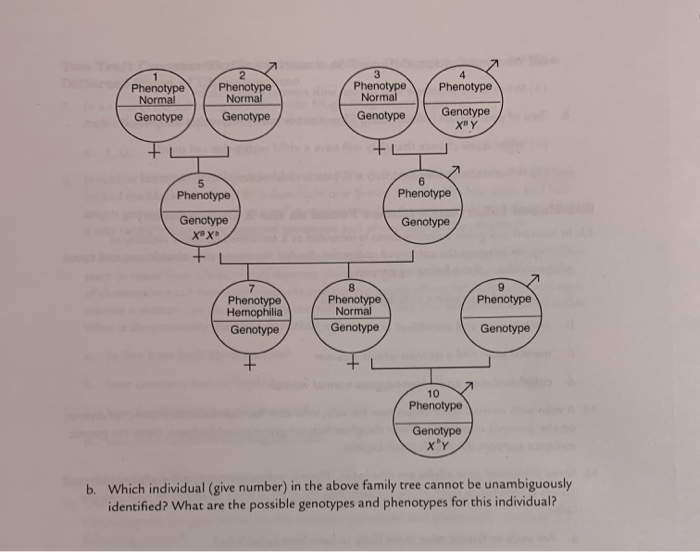 Solved Phenotype Phenotype Normal Genotype Phenotype Normal | Chegg.com