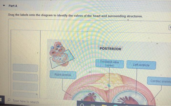 Solved 20 HW labeling Activity: Valves of the Heart, | Chegg.com