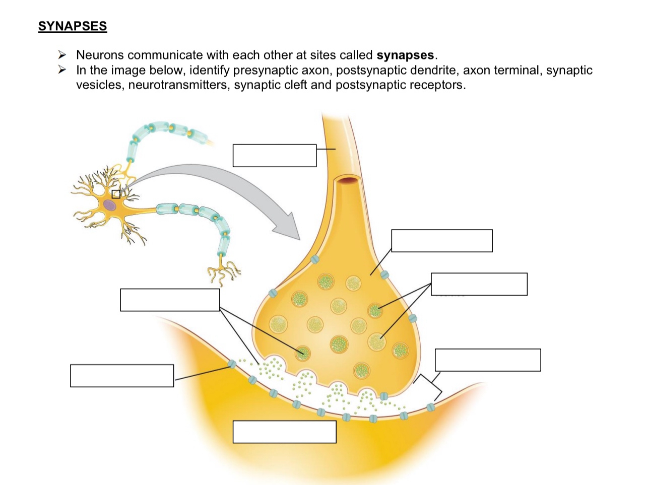 Solved SYNAPSESIn the image below, identify presynaptic | Chegg.com