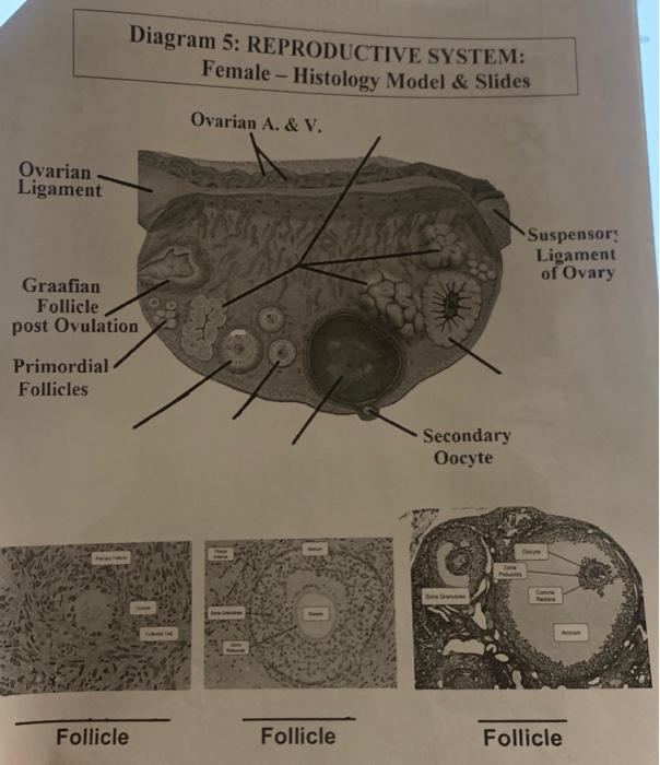 Solved Ovarian Ligament Graafian Follicle post Ovulation | Chegg.com