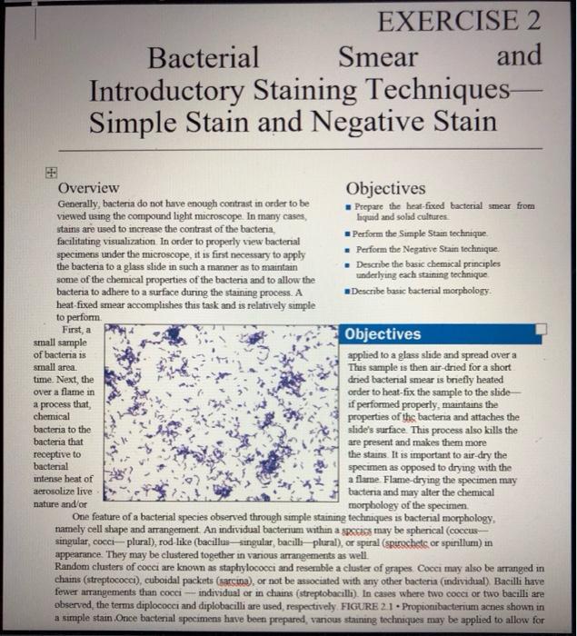 EXERCISE 2 Bacterial Smear and Introductory Staining | Chegg.com