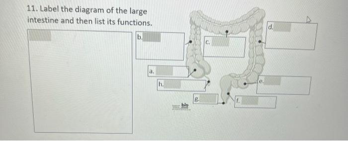 Solved 11. Label the diagram of the large intestine and then | Chegg.com