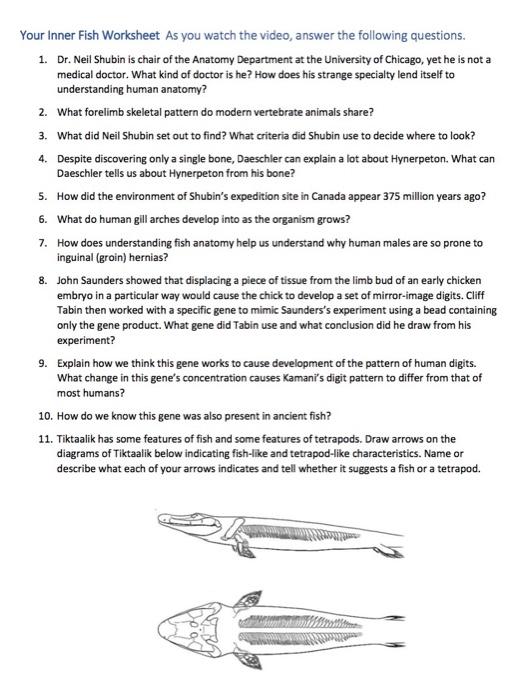 Your Inner Fish Worksheet As You Watch The Video Chegg