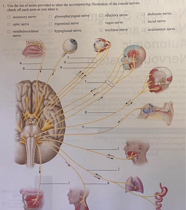 Solved 1. Use the list of terms provided to label the | Chegg.com