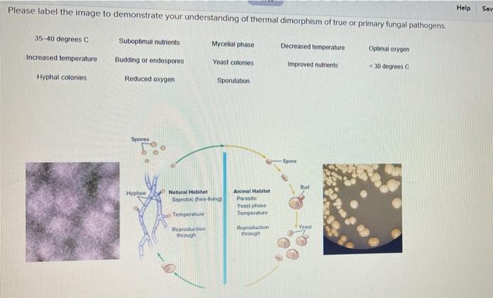 Solved Please label the image to demonstrate your | Chegg.com