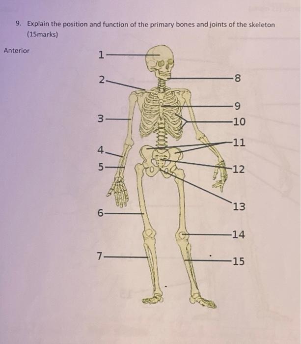 Solved 9. Explain the position and function of the primary | Chegg.com