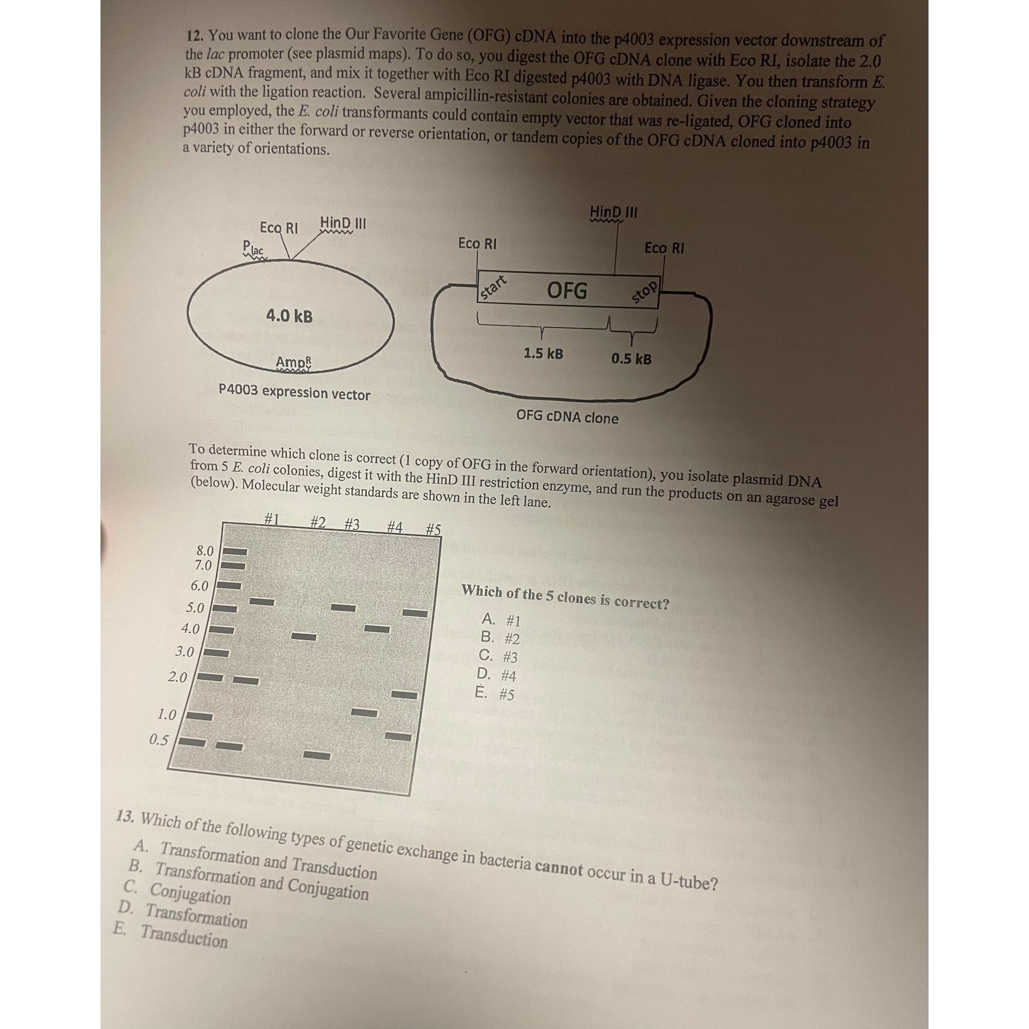 Solved You want to clone the Our Favorite Gene (OFG) ﻿cDNA | Chegg.com