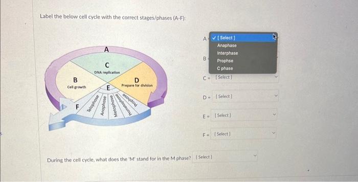 Solved Label the below cell cycle with the correct | Chegg.com