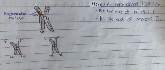 Solved considering the following chromosomes and the two | Chegg.com