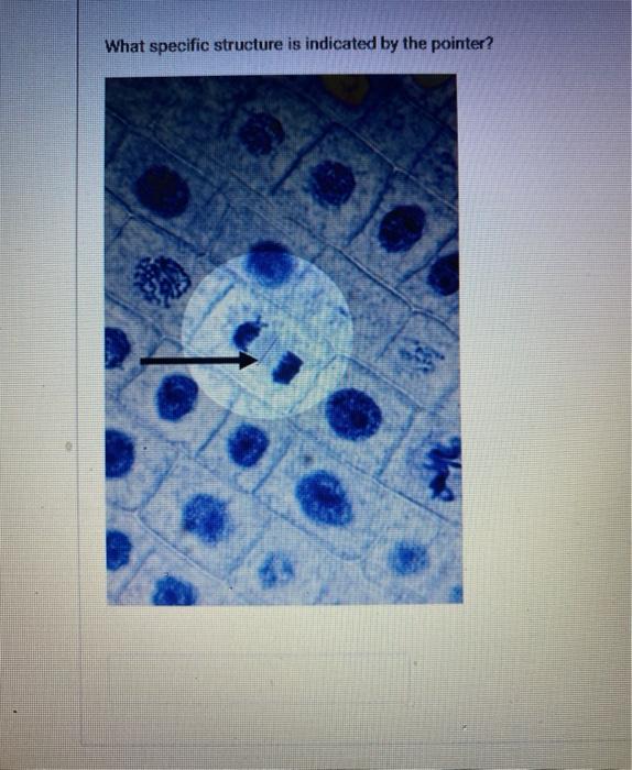 Solved What specific structure is indicated by the pointer? | Chegg.com