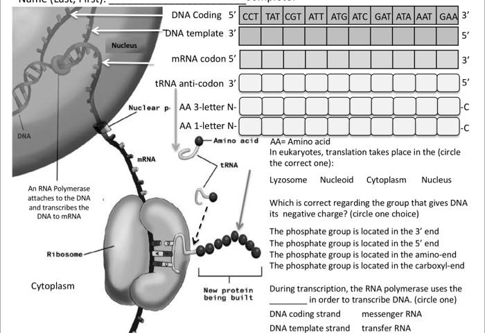 Solved DNA An RNA Polymerase attaches to the DNA and | Chegg.com