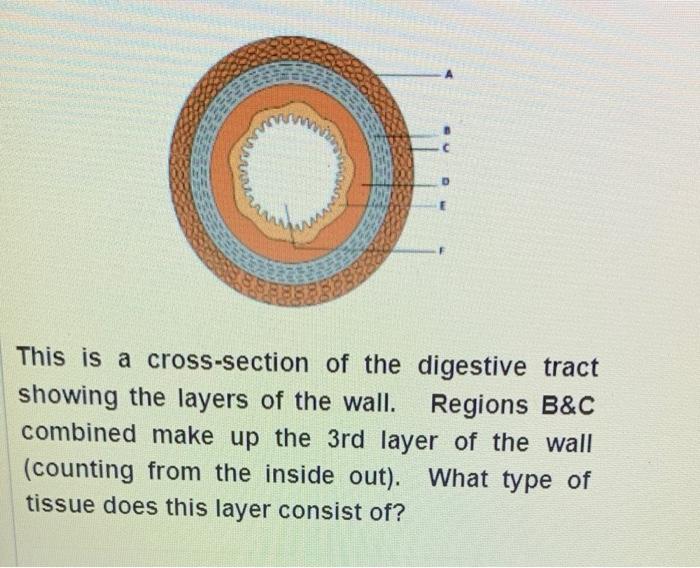 Solved D This is a cross-section of the digestive tract | Chegg.com