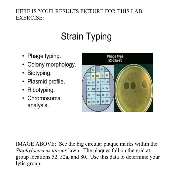HERE IS YOUR RESULTS PICTURE FOR THIS LAB EXERCISE: | Chegg.com