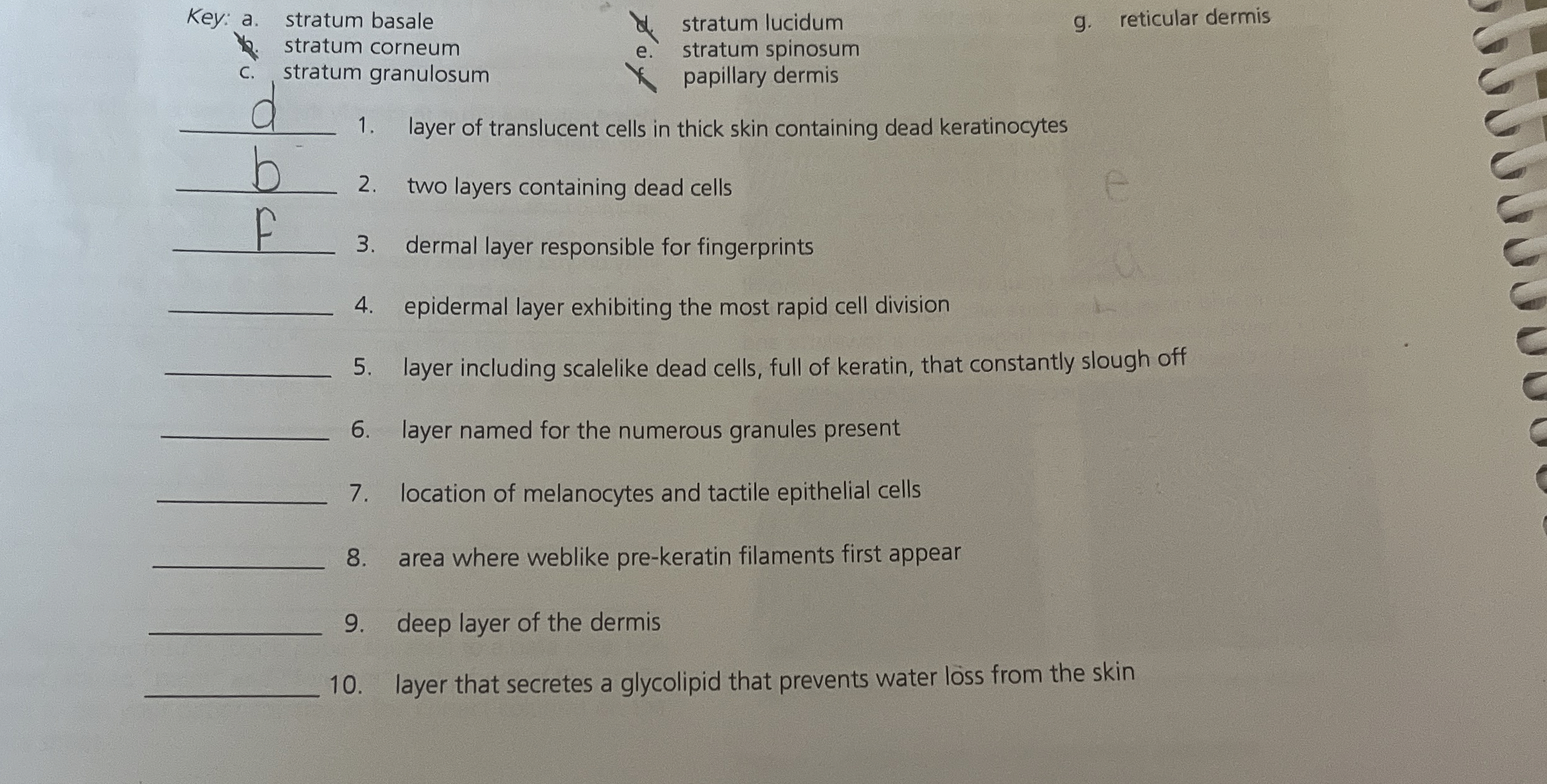 Solved Key: a. ﻿stratum basalestratum corneumW stratum | Chegg.com