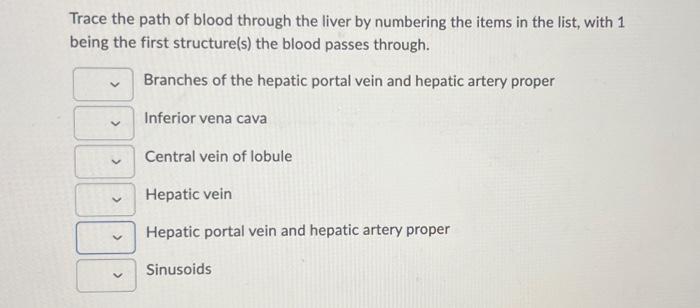 Solved Trace the path of blood through the liver by | Chegg.com