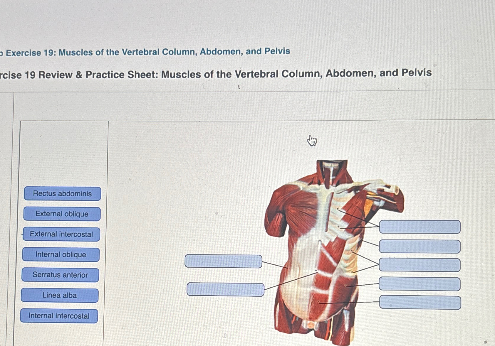 Solved Exercise 19: Muscles of the Vertebral Column, | Chegg.com