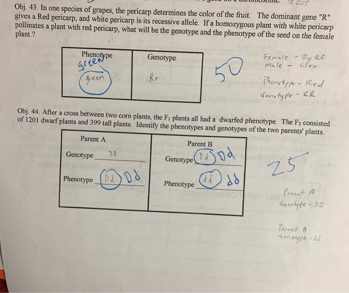 Solved Obj. 43. In one species of grapes, the pericarp | Chegg.com