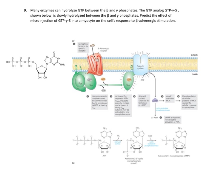Solved 9. Many enzymes can hydrolyze GTP between the Band y | Chegg.com